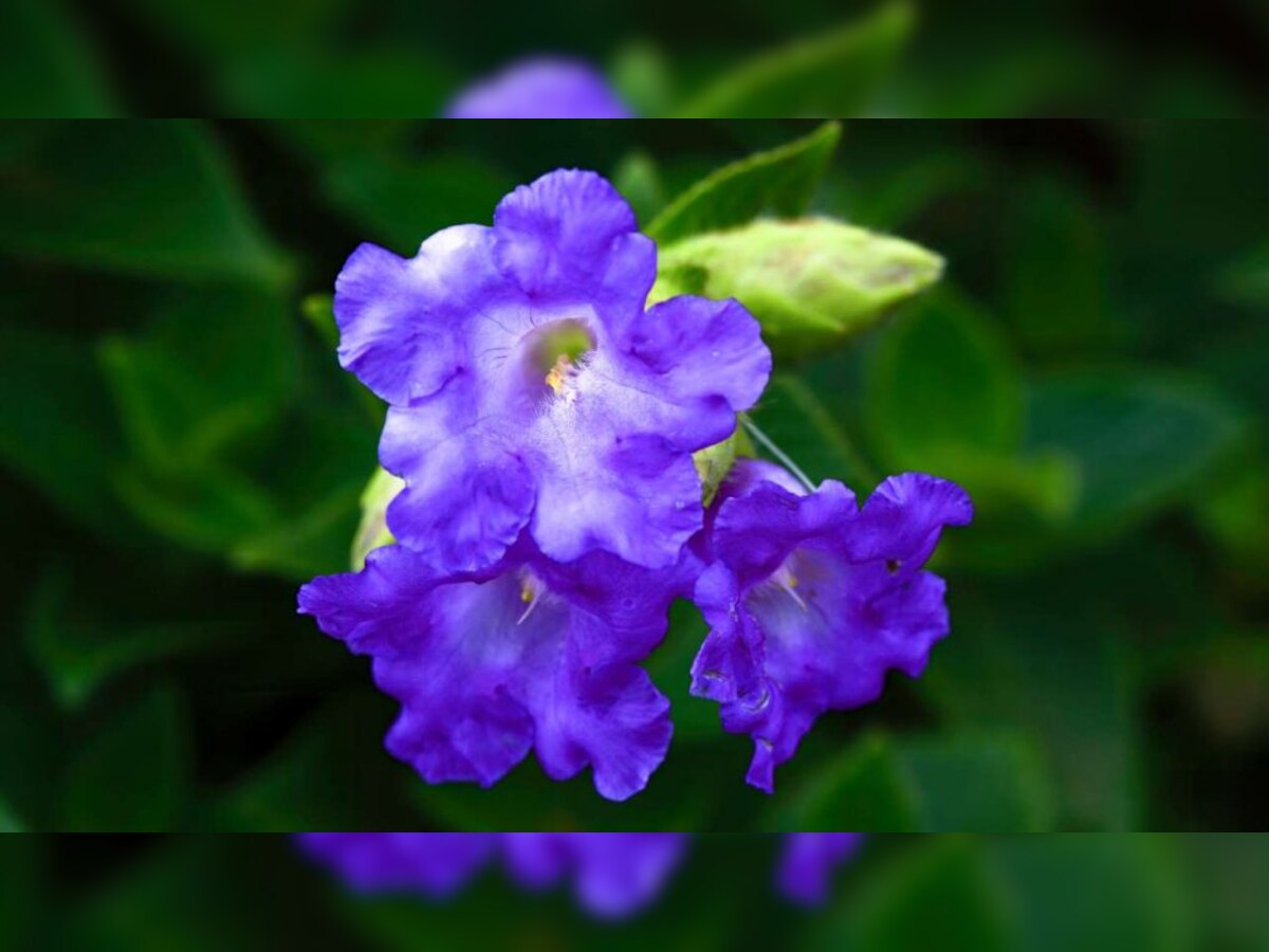 Kurinji Flower Season In Munnar | Best Flower Site