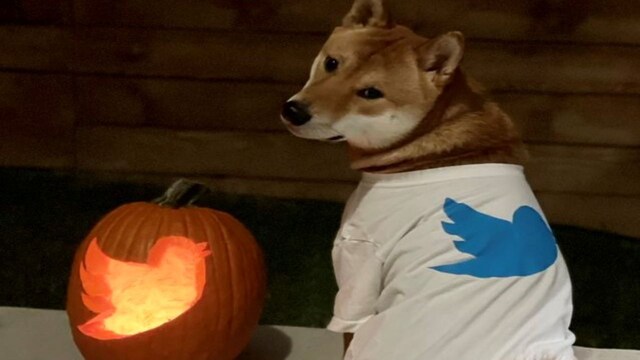 Elon Musk shares Halloween photo of his dog and Dogecoin gains around ...