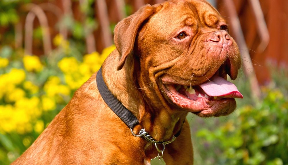 Meet Hulk, the darling of Argentina football fans