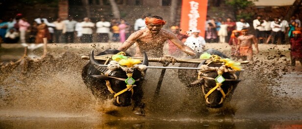 Karnataka’s Kambala festival and the famous buffalo race | All you need ...