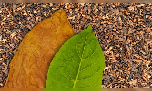 India approves interest free loan to cyclone-hit Andhra tobacco growers ...