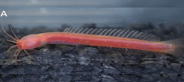 New tiny catfish species with no eyes discovered in Kerala - CNBC TV18