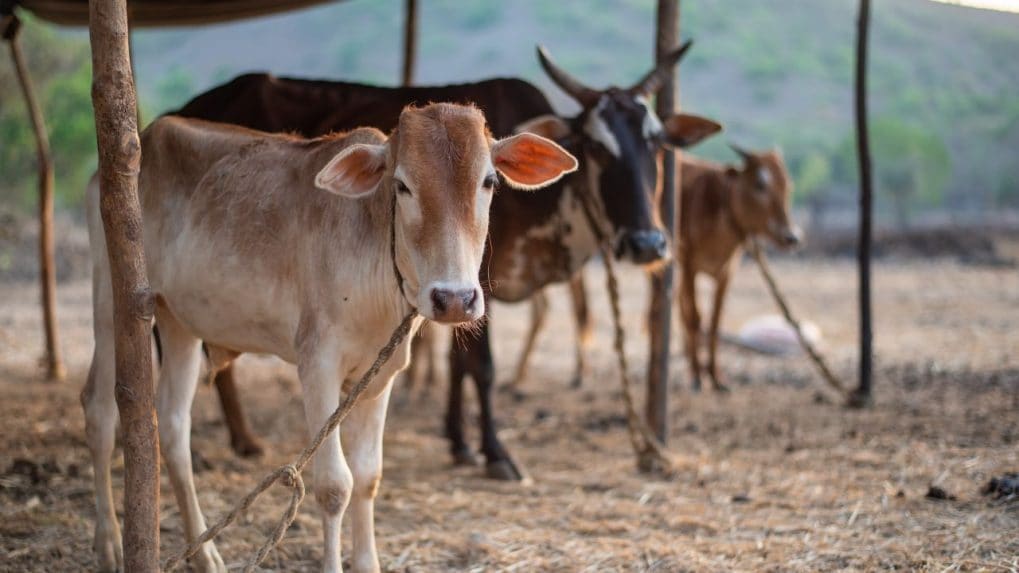 Himachal Pradesh announces Rs 10 cow cess per liquor bottle in new budget