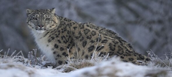 India has around 718 snow leopards, two-thirds of them in Ladakh, says Centre