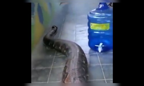 Did you know Reticulated Python is the world’s longest snake? - CNBC TV18