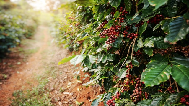 Bean to Brew: Visit Coorg's famous Karagunda Coffee Plantation for that ...
