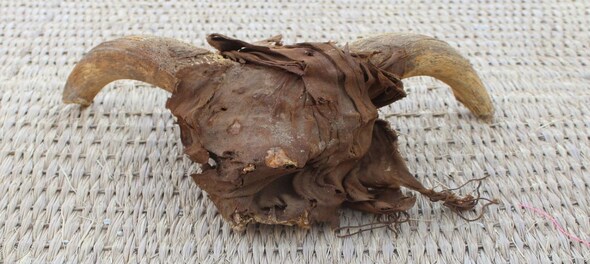 2,000 mummified ram heads discovered during ancient Egypt excavation at ...