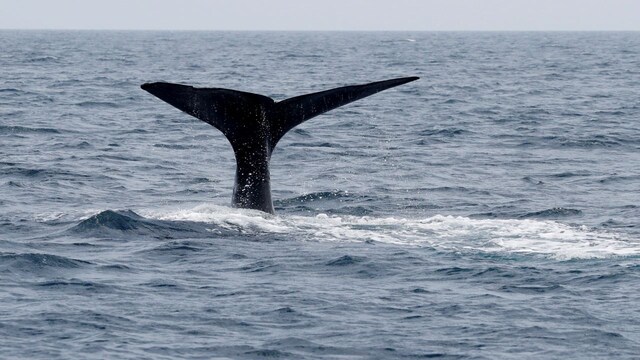 Explained The Un High Seas Treaty And How It Will Protect Marine Life