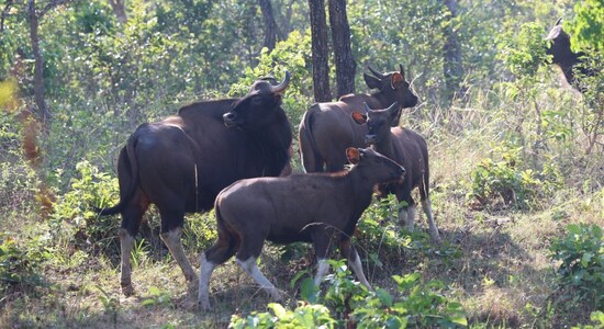 7 states with largest forest cover in India: Madhya Pradesh leads the ...