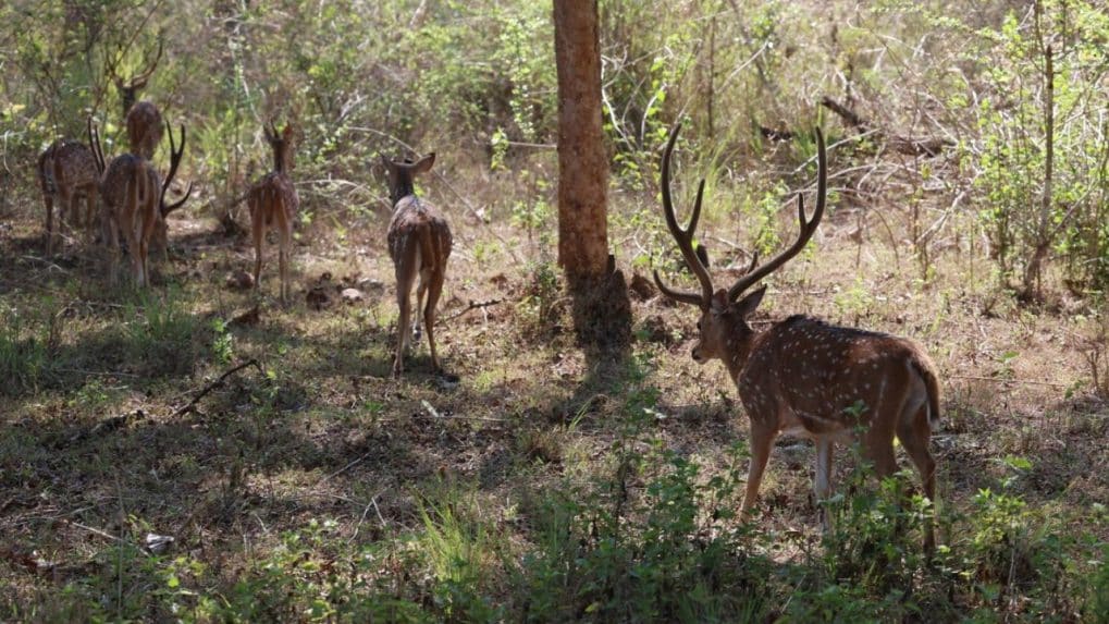 7 states with largest forest cover in India: Madhya Pradesh leads the ...