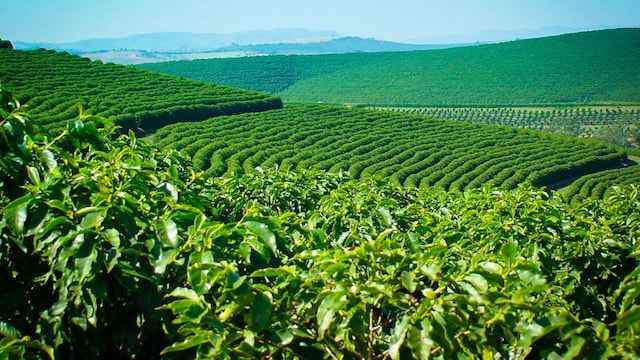 Bean to Brew: Chikhaldara Coffee Plantations in Maharashtra - CNBC TV18