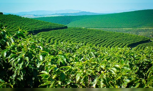 Bean to Brew: Chikhaldara Coffee Plantations in Maharashtra - CNBC TV18