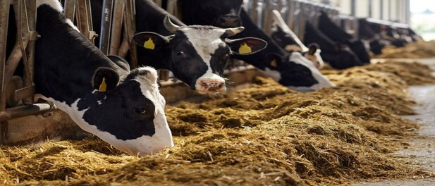 Initiatives to ensure healthy cattle — unique data-tagging of dairy ...
