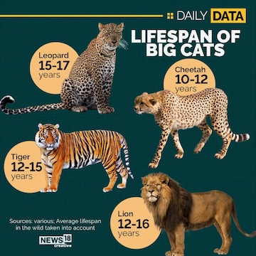 Kuno Cheetah Death: How 6 cheetahs died in India in the last 2 months ...