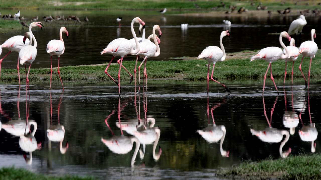 Feathered Wonders: Discover the Top 3 Bird Sanctuaries in India to ...