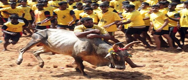 Tamil Nadu CM Stalin hails Jallikattu verdict, check what state ... Tamil Nadu CM Stalin hails Jallikattu verdict, check what state ...