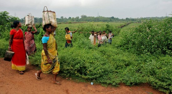 7 states with largest forest cover in India: Madhya Pradesh leads the ...
