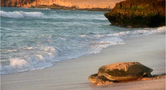 Top 10 things to do while on a holiday in the Sultanate of Oman - CNBC TV18