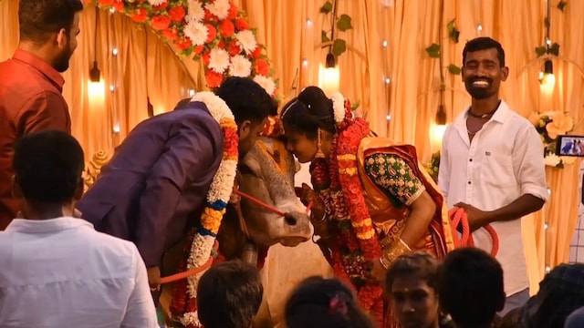 Madurai bride brings along pet Jallikattu bull to her wedding - CNBC TV18
