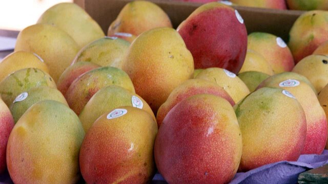 West Bengal farmer earns Rs 4,500/kg for exotic foreign variety mangoes ...