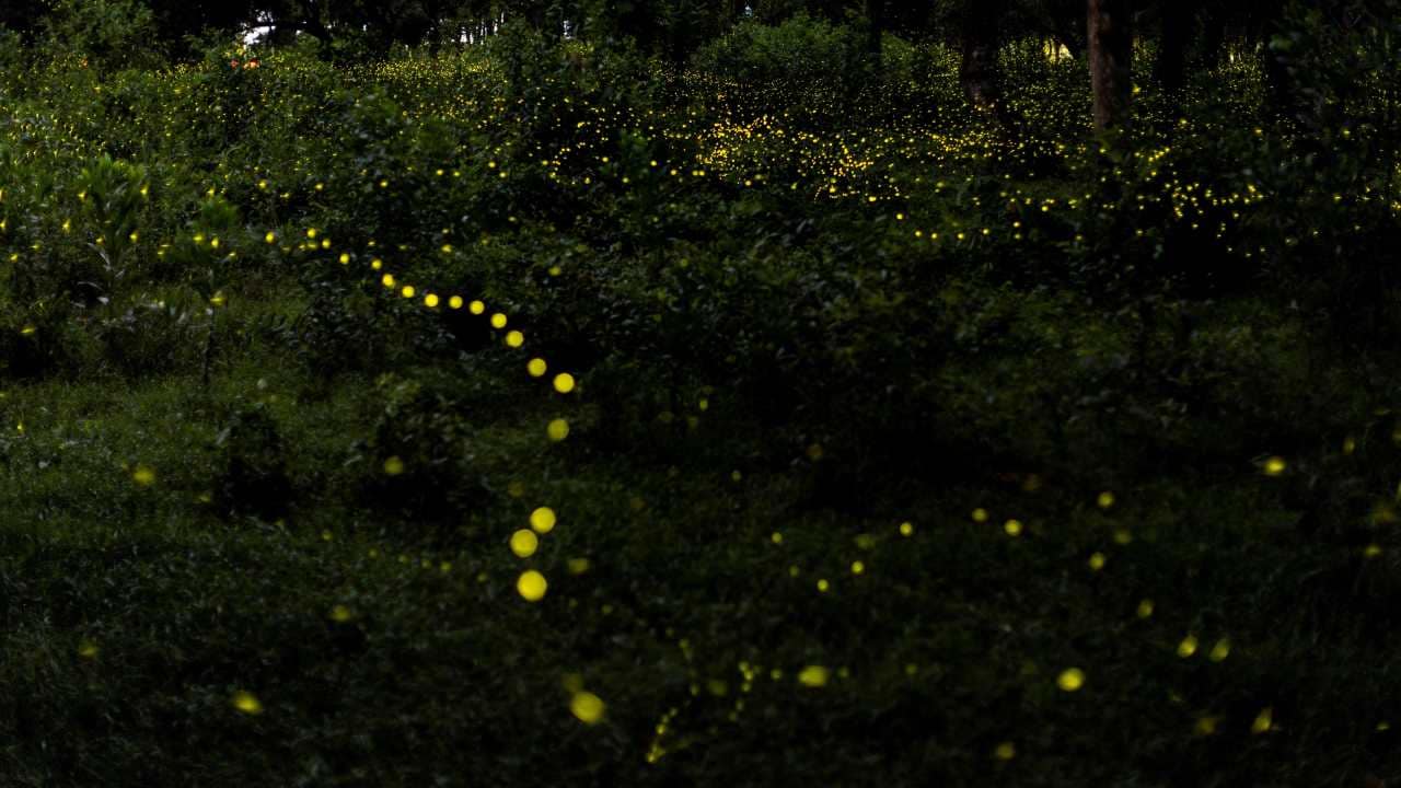 Illuminating Enchantment: Witness Thousands of Fireflies Lighting up ...