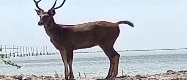 Animal lovers can now watch sambar deer swim in the sea at these places ...