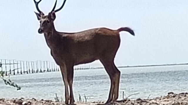 Animal lovers can now watch sambar deer swim in the sea at these places ...
