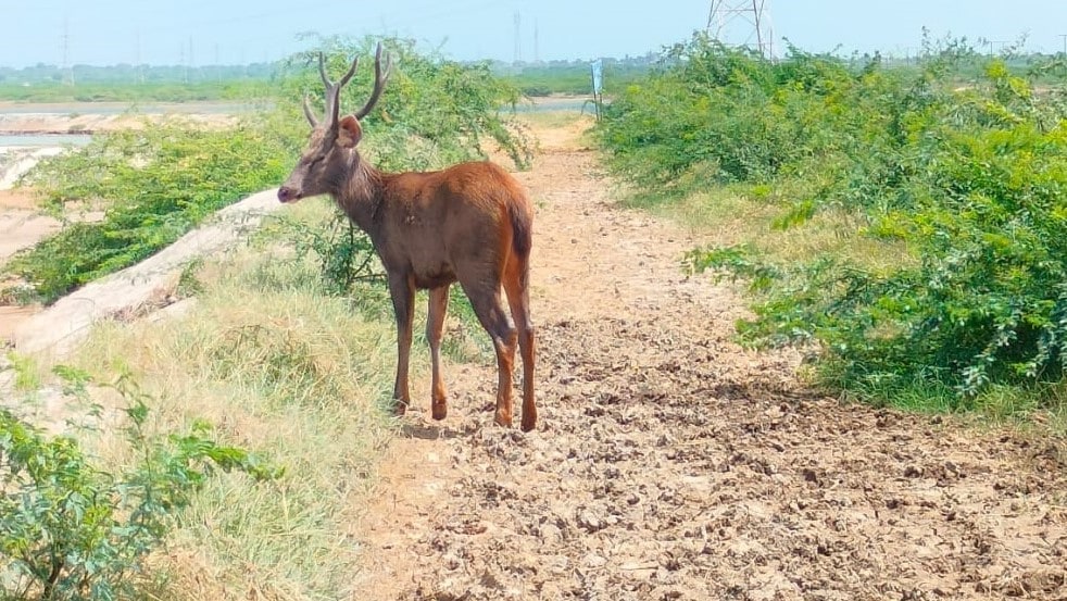 Animal lovers can now watch sambar deer swim in the sea at these places ...