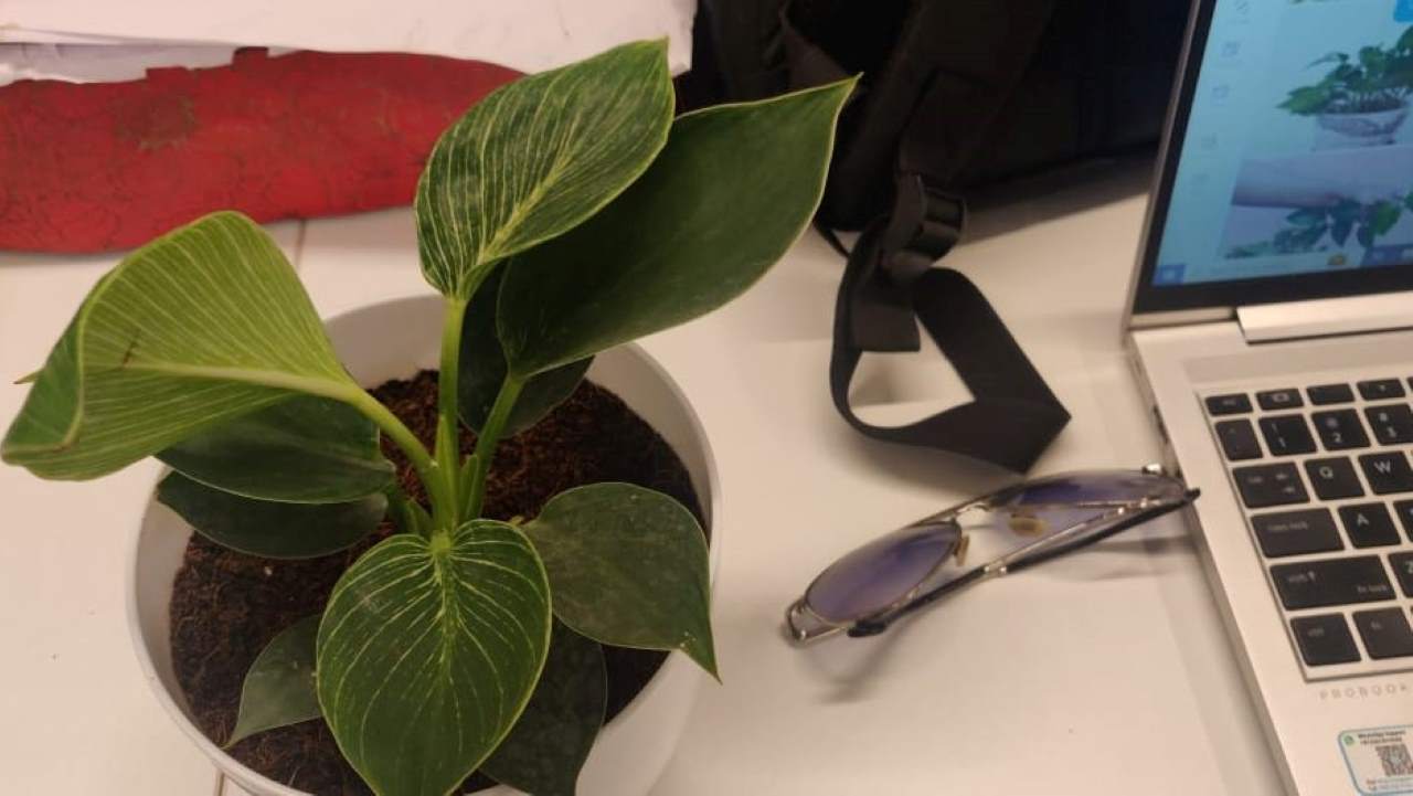 5 Hand-Picked Eco-Friendly Plants to Give Your Home a Refreshing Touch