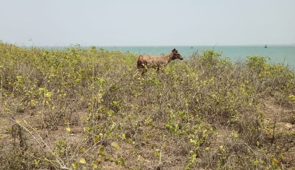 Animal lovers can now watch sambar deer swim in the sea at these places ...
