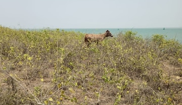 Animal lovers can now watch sambar deer swim in the sea at these places ...