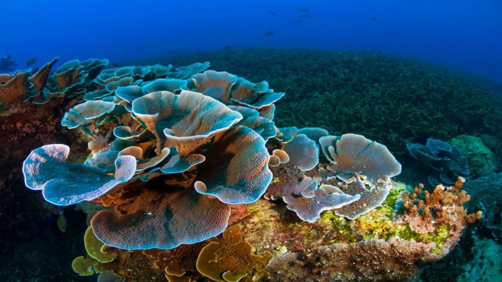 UN adopts world's first treaty to protect high seas, preserve marine ...