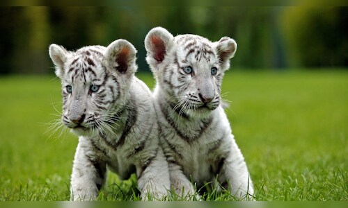 Three white tiger cubs born in Chhattisgarh's Maitri Bagh Zoo - CNBC TV18
