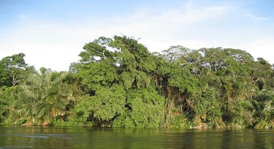 Van Mahotsava Day: World's most beautiful forests - CNBC TV18