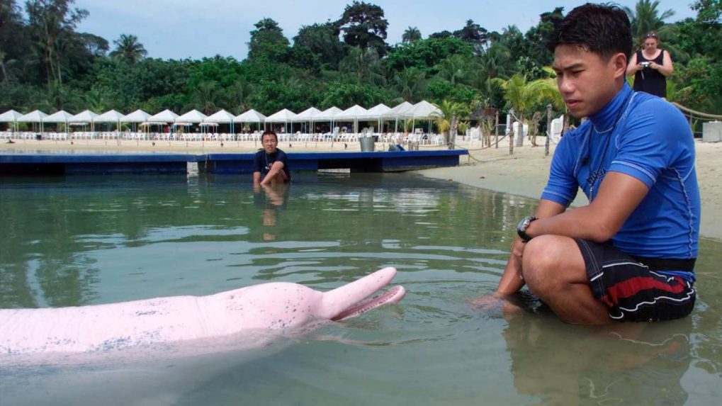 A fisherman in Louisiana spies the elusive pink dolphin. Here’s what ...