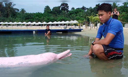 A fisherman in Louisiana spies the elusive pink dolphin. Here’s what ...