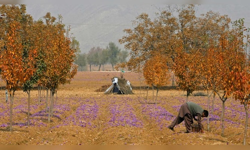 Visiting the saffron capital of India, Pampore, in Kashmir - CNBC TV18