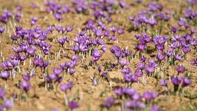 saffron fields srinagar