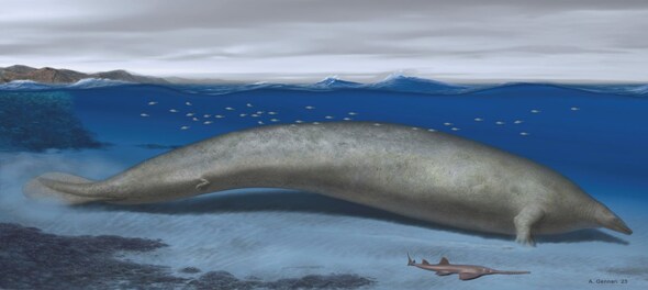 Ancient extinct whale may have been heaviest animal that ever lived ...