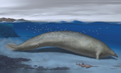 Ancient extinct whale may have been heaviest animal that ever lived ...