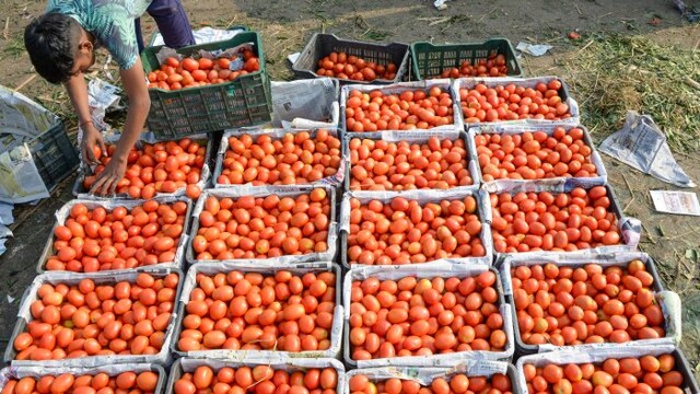 Govt to now buy tomatoes from farmers to save them from lower prices ...
