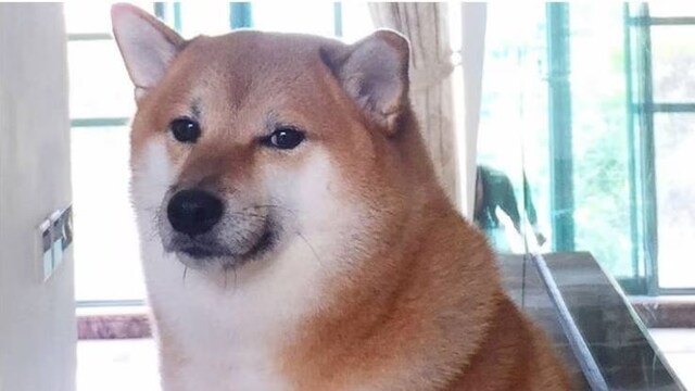 Cheems Balltze, the viral 'doge meme' dog, dies after battling cancer ...