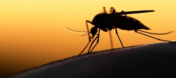 New, more lethal dengue variant found in Noida — all about DEN2 ...