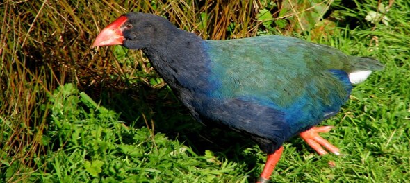 Prehistoric bird declared extinct decades ago makes return to the ...