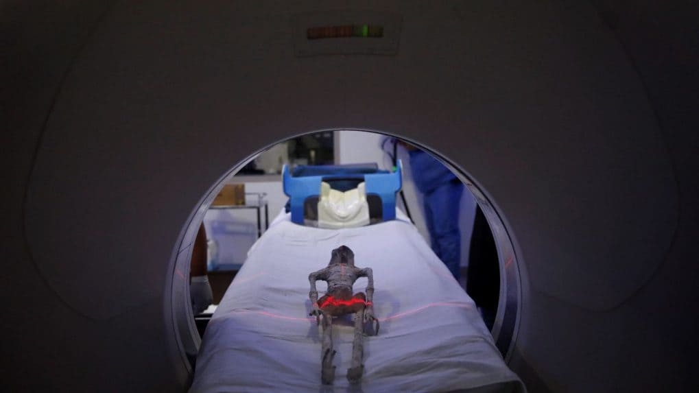 Alien and Alive at 1,000 Years | 'Non-human' corpse is 'in gestation ...