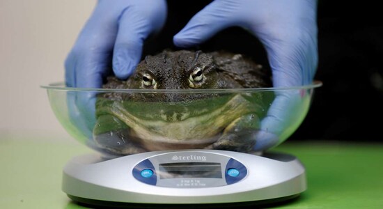 Most dangerous foods in the world that can kill you or make anyone ...