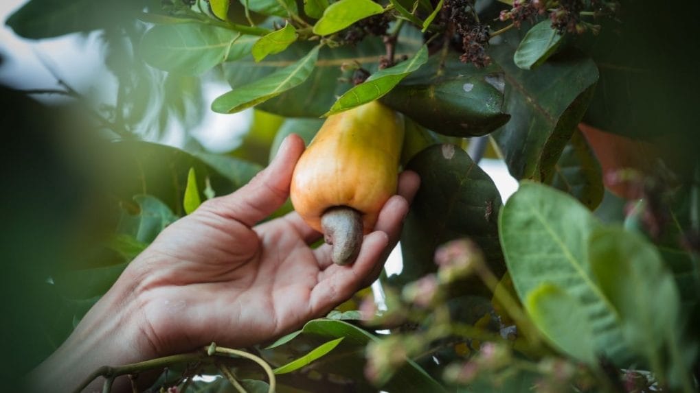 GI Tag for Goan Cashew: Unpacking the key details — an explainer