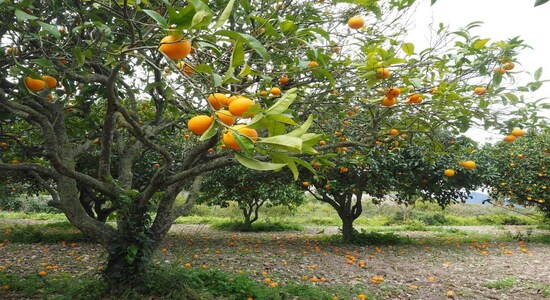 Journey of Arunachal’s oranges: India’s citrus gem conquers Dubai’s ...