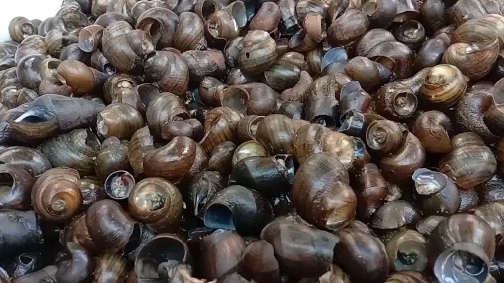 Assamese recipe alert: Snails with black dal