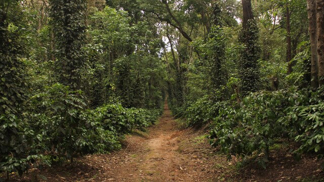 Tata Coffee to merge with Tata Consumer, TCPL Beverages on January 1 ...